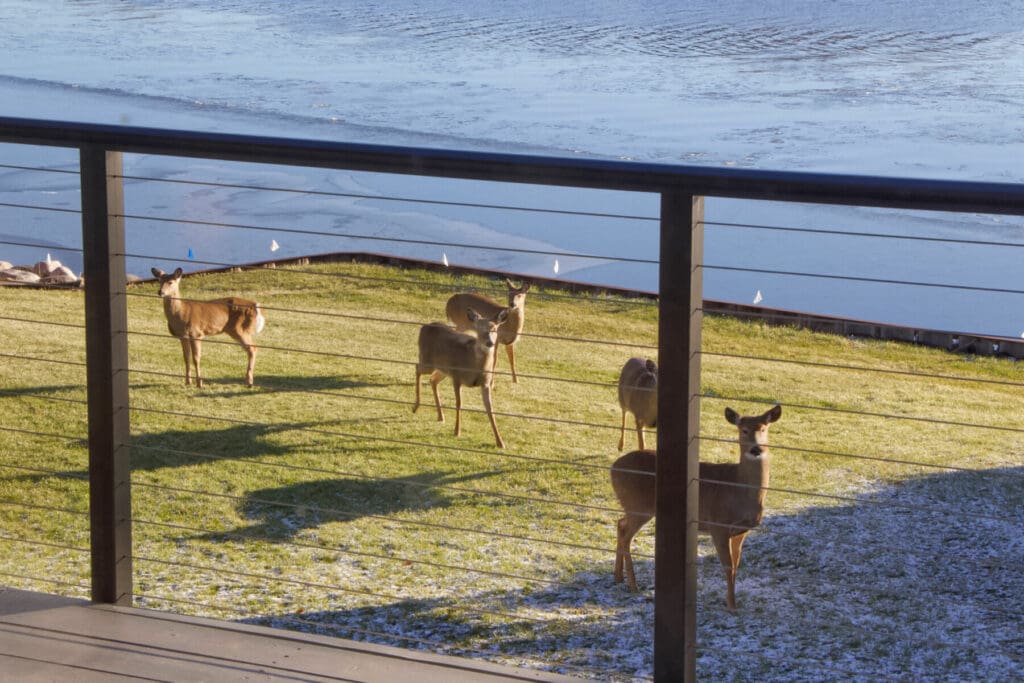 Bronze | Stainless Cable & Railing™