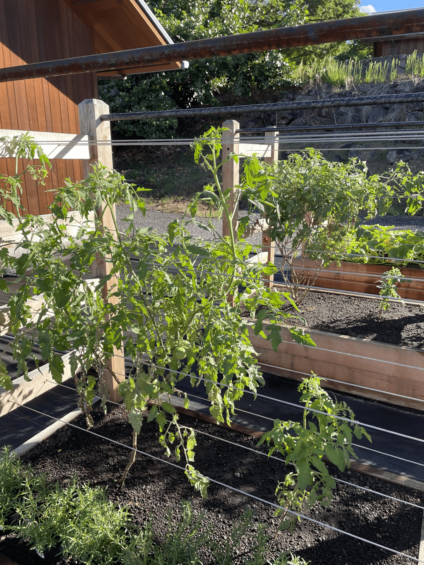 Cable Isn’t Just for Railings: A Smart Garden Solution | Stainless ...